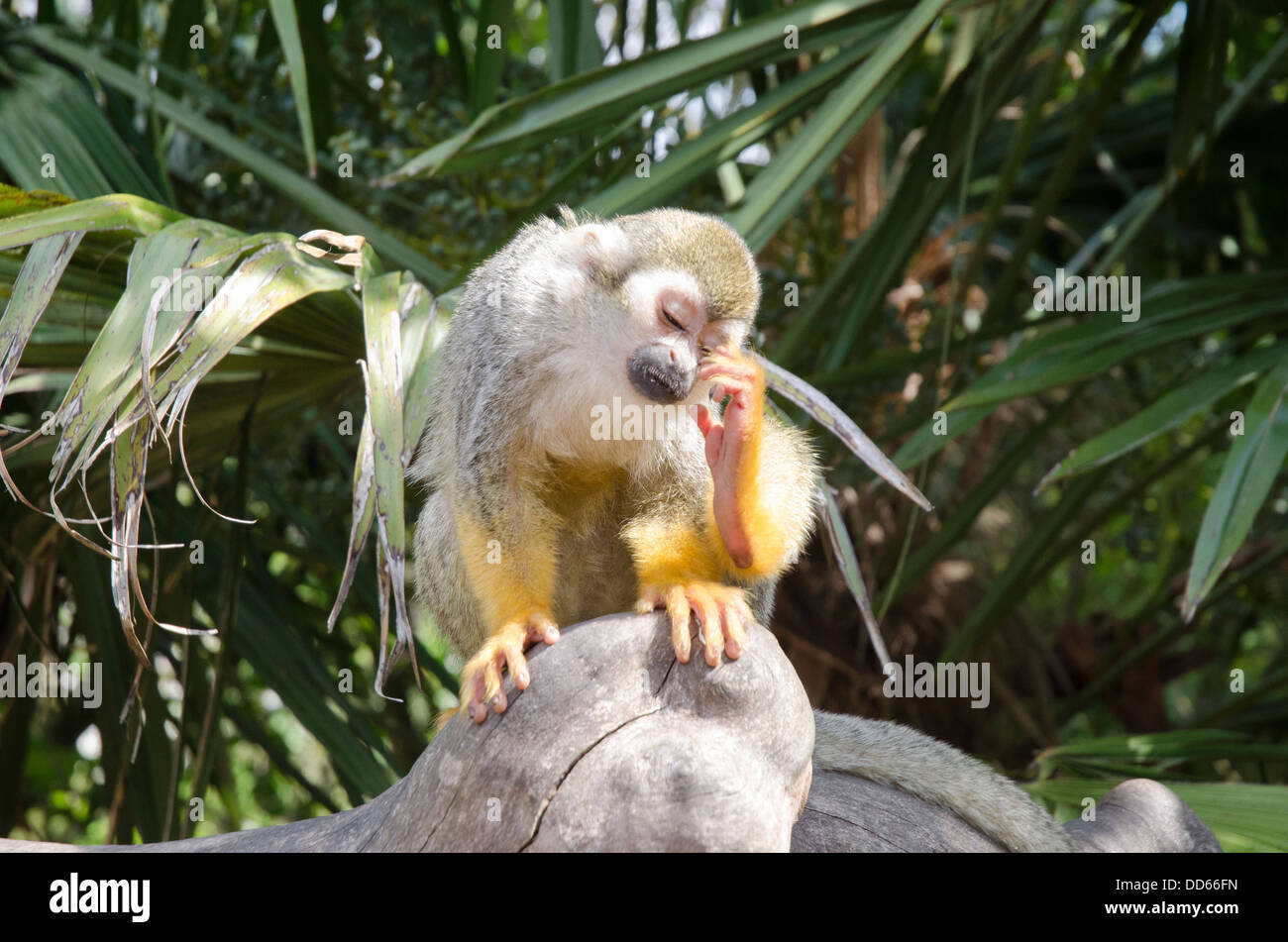 Scratch monkey hi-res stock photography and images - Alamy