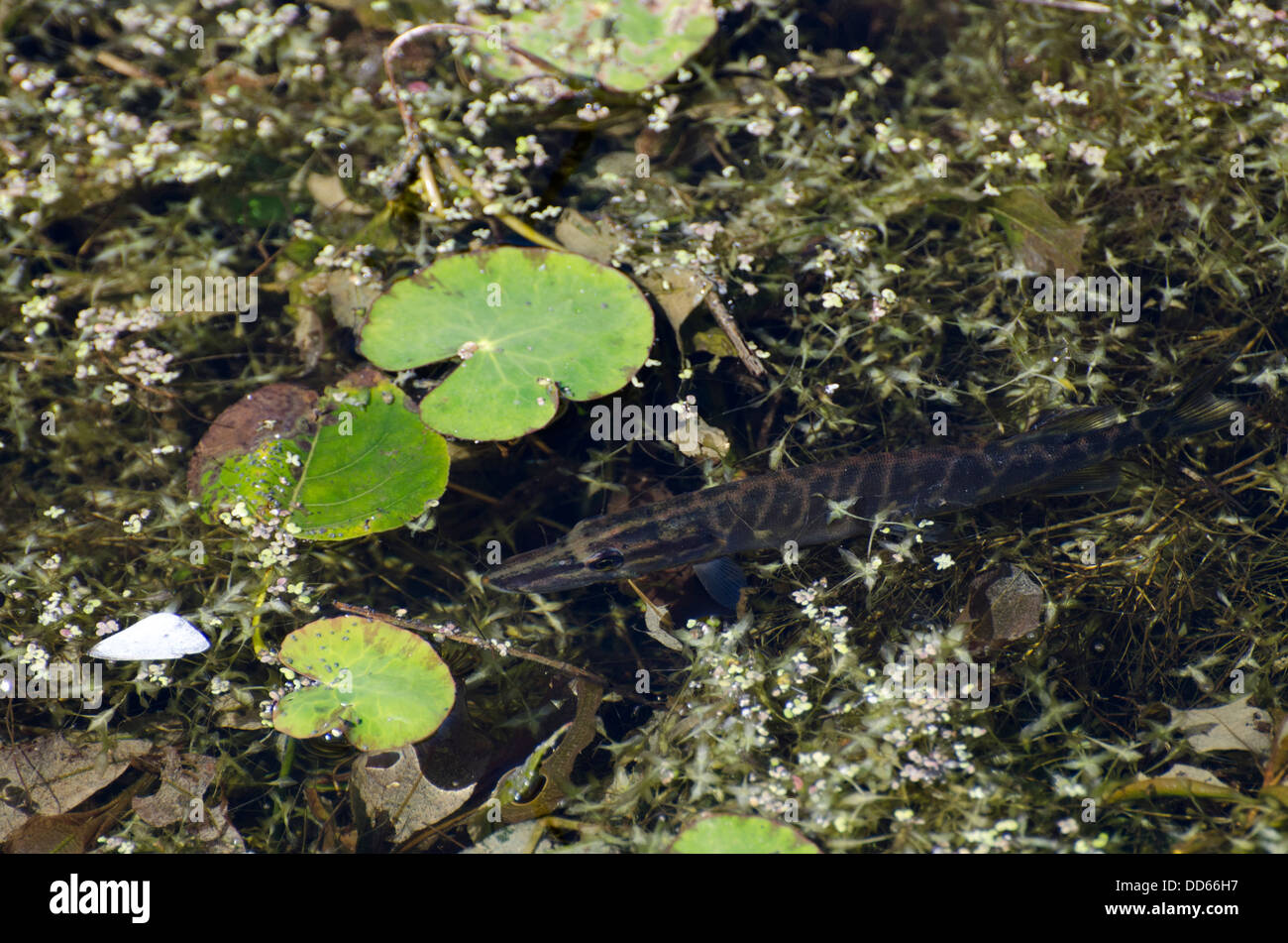 Jack Pike in weeds Stock Photo - Alamy