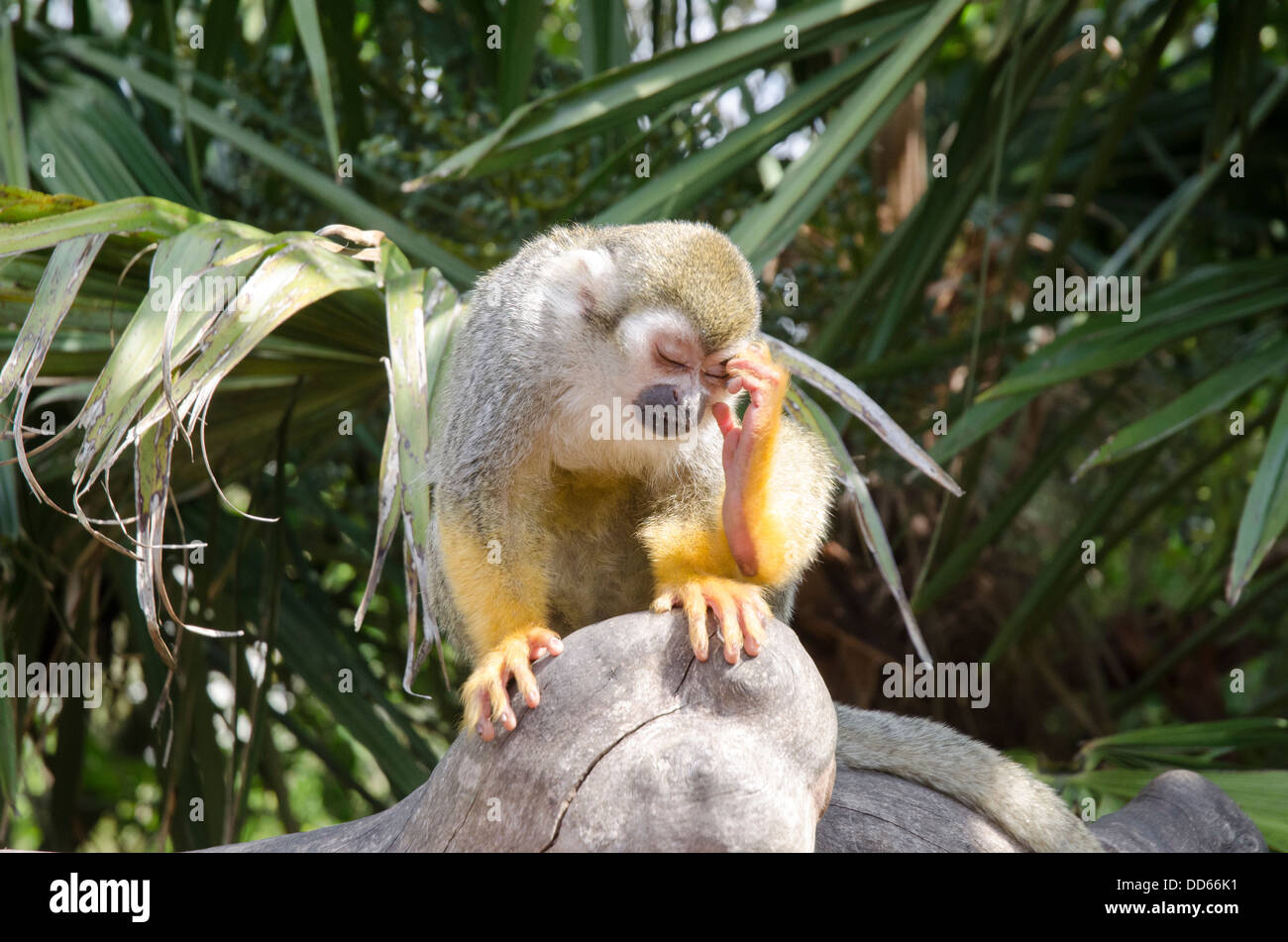 Scratch Monkey High Resolution Stock Photography and Images - Alamy