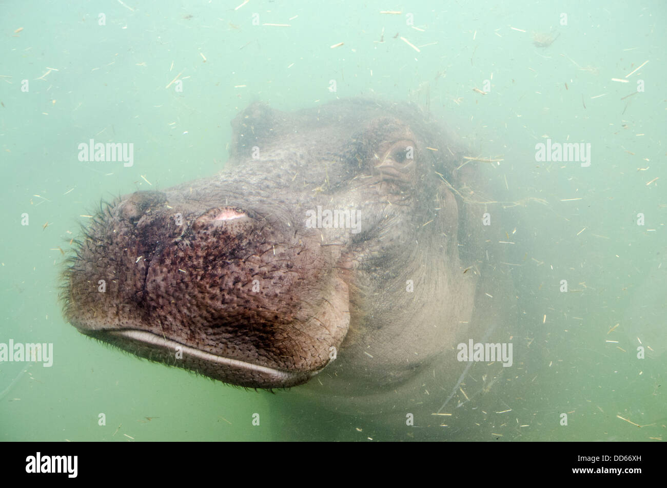 Hippo hippopotamus underwater hi-res stock photography and images - Alamy