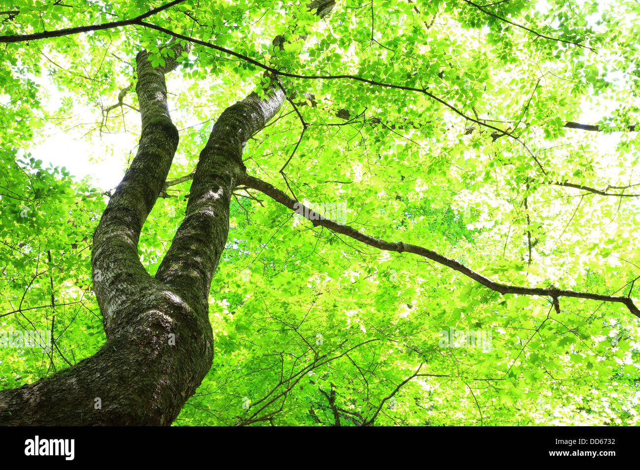 Tree and green leaves Stock Photo - Alamy