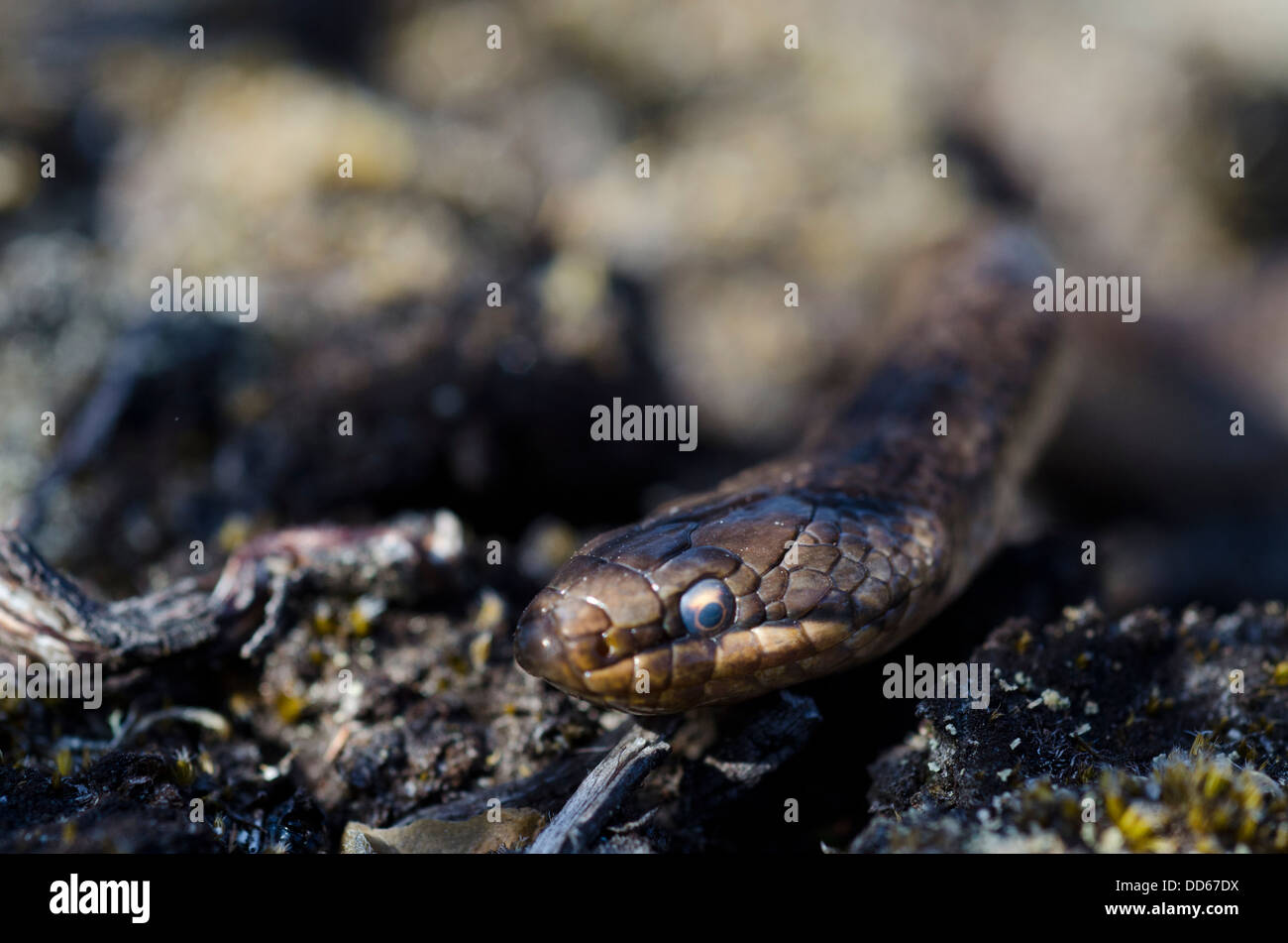 Snake shedding skin hi-res stock photography and images - Alamy
