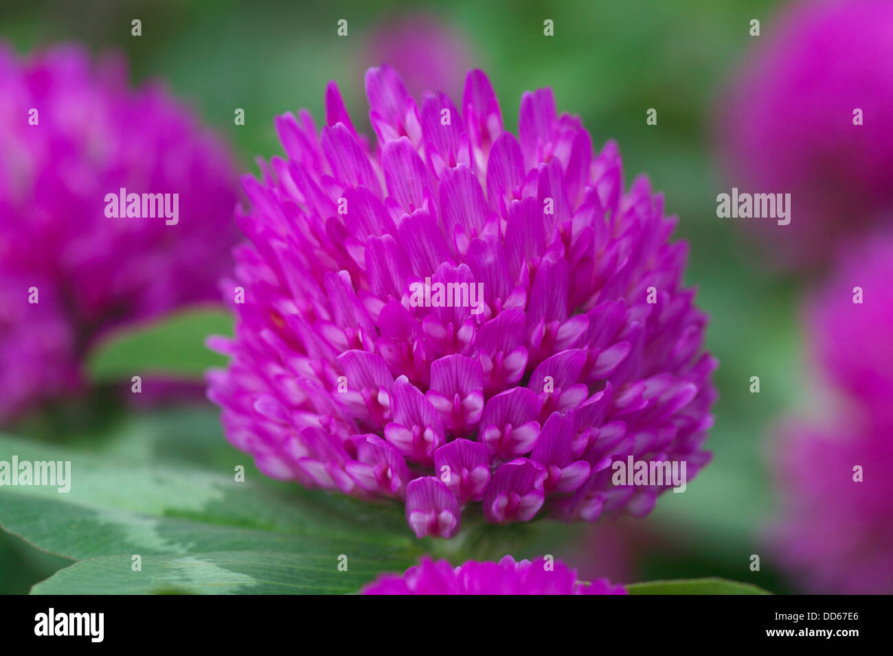 Red clover hi-res stock photography and images - Alamy