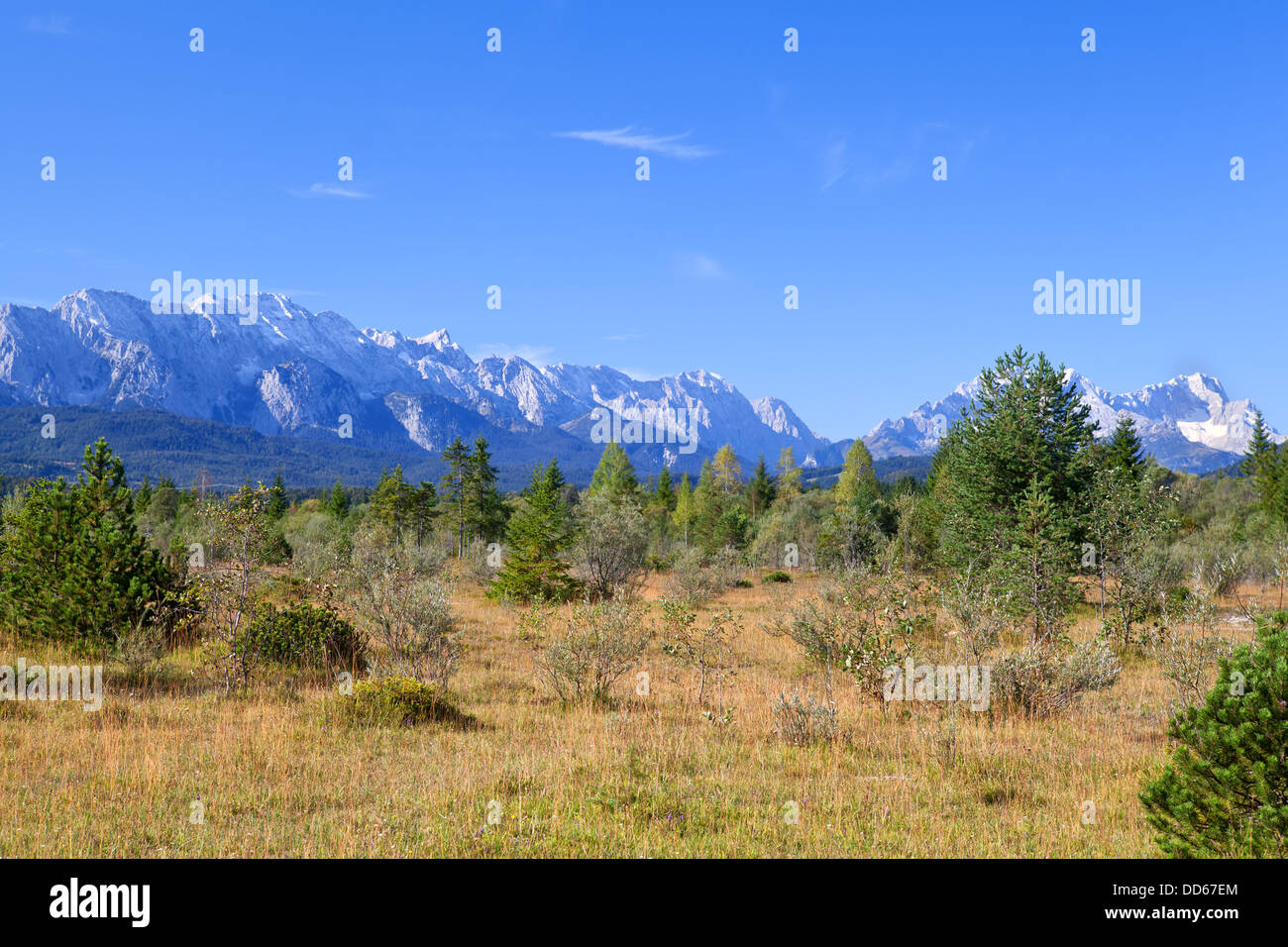 Alps meadows summer alpine flora hi-res stock photography and images ...