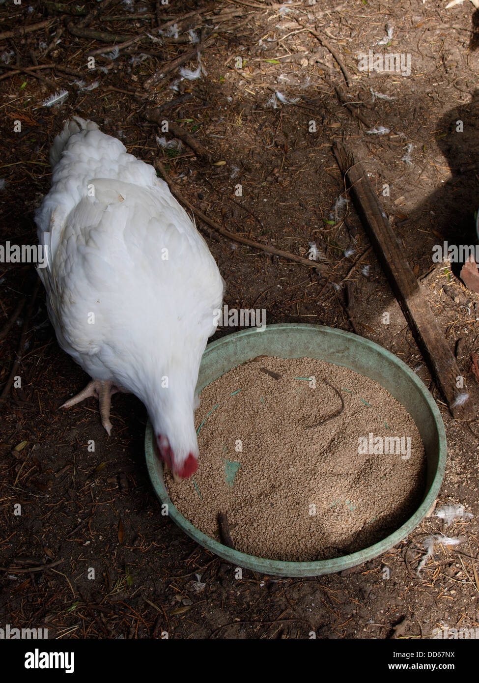 Chicken pecking hi-res stock photography and images - Alamy