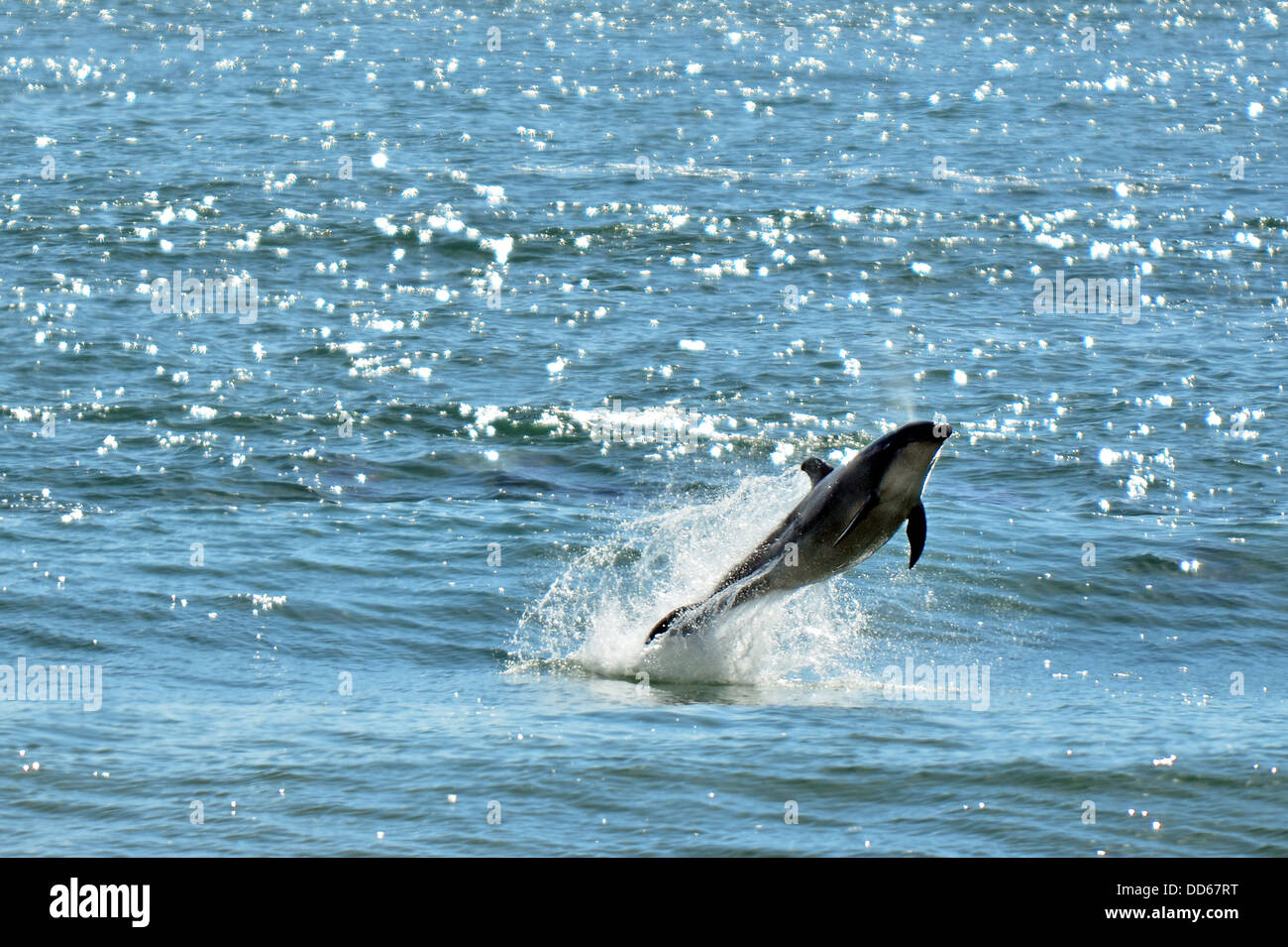 Fin Dolphin Out Of Water High Resolution Stock Photography and Images ...