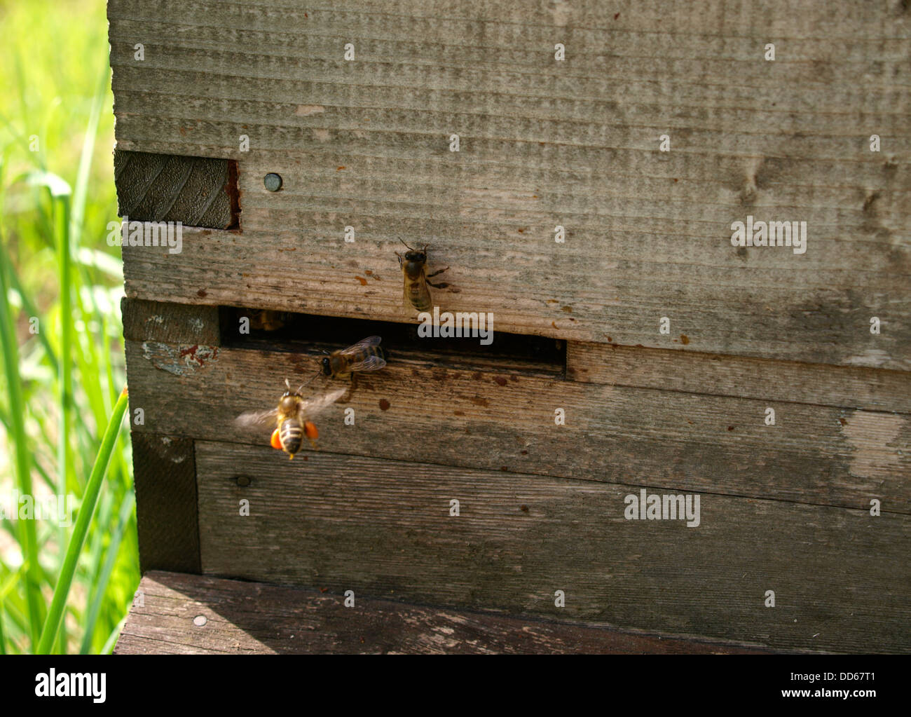 Bees flying beehive hi-res stock photography and images - Alamy