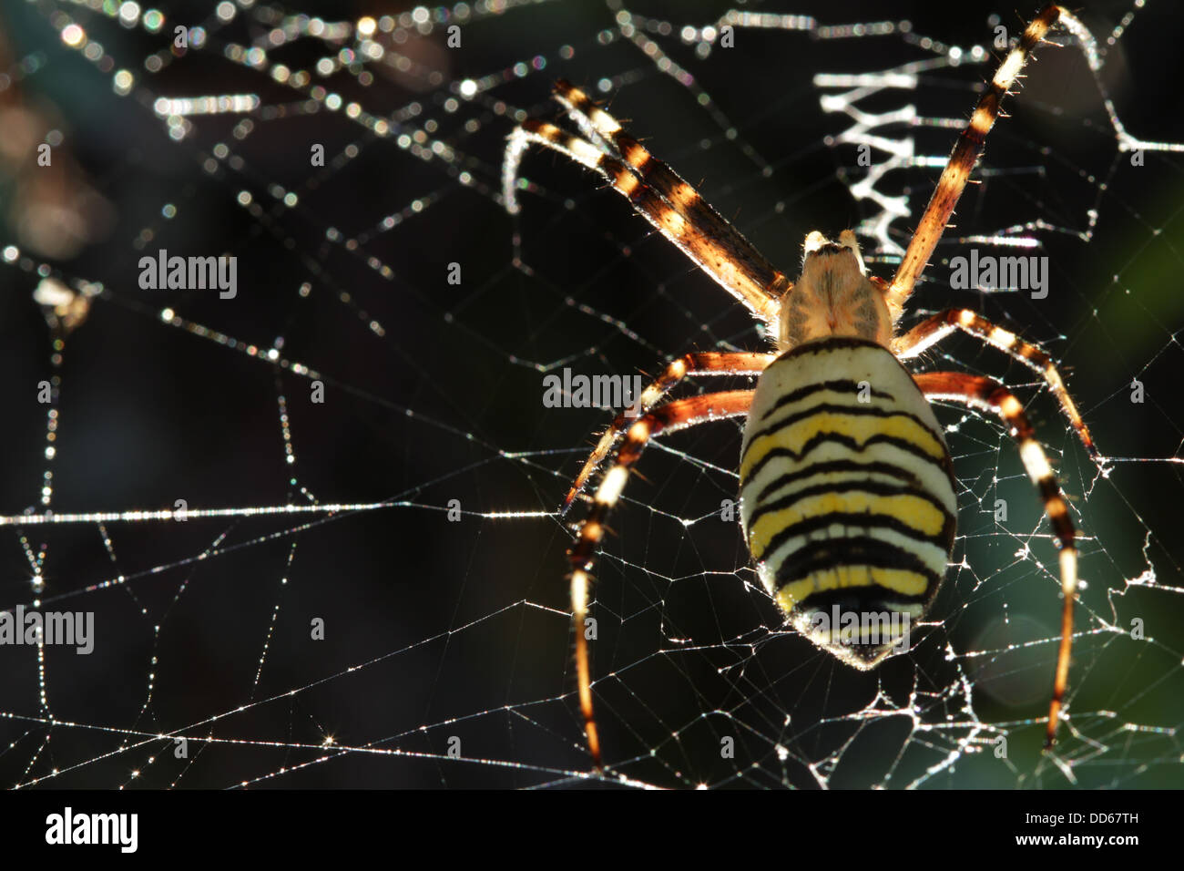 Spider net spinne hi-res stock photography and images - Alamy