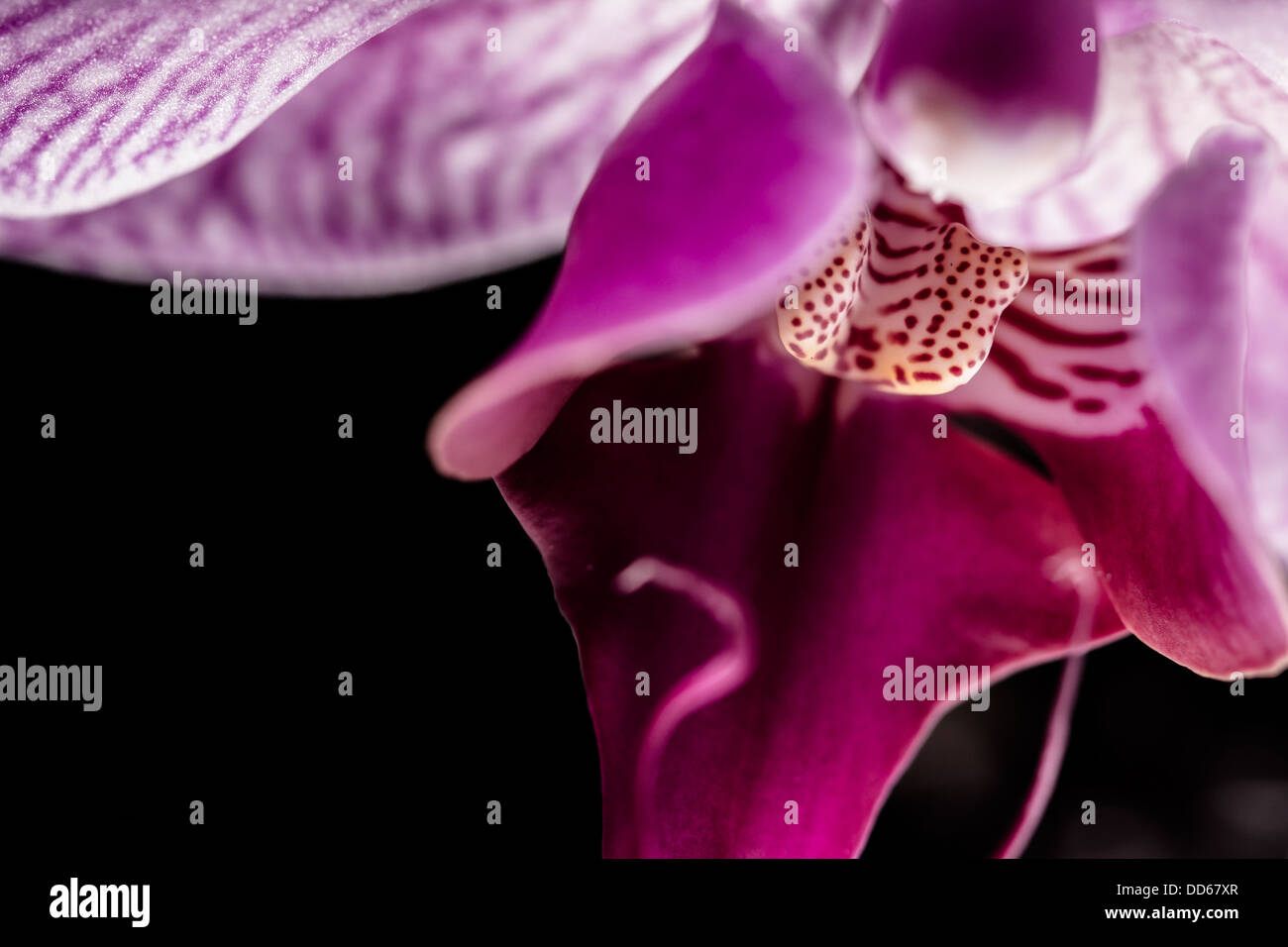 Orchidé hi-res stock photography and images - Alamy