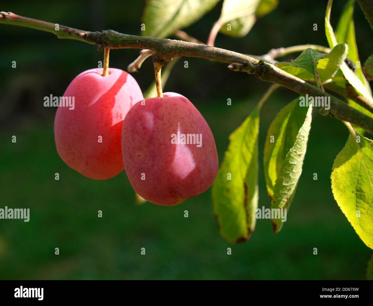 Plums growing tree hi-res stock photography and images - Alamy