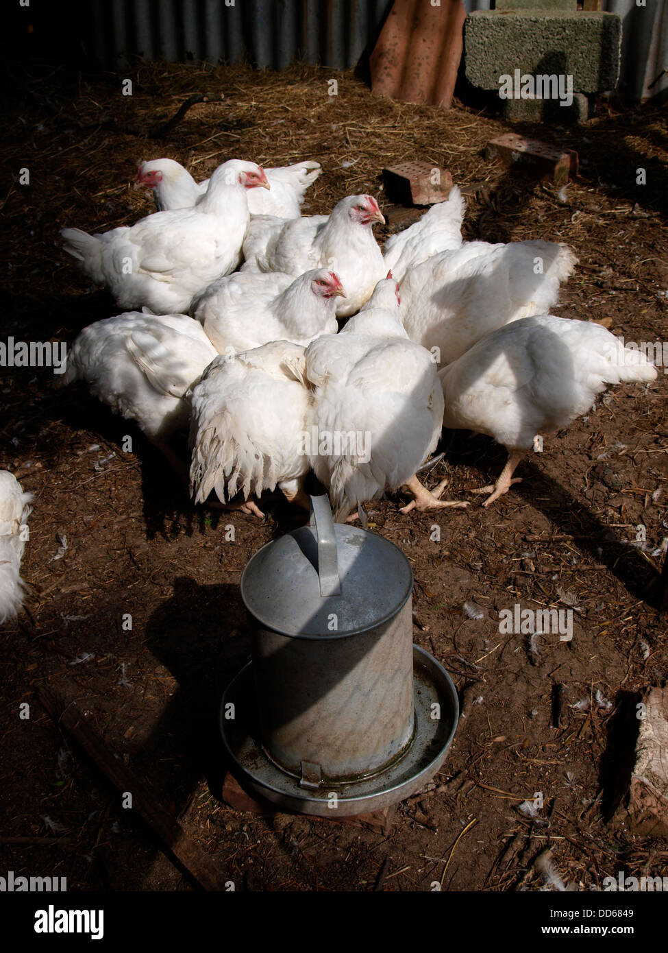 Huddle of white chickens, UK 2013 Stock Photo - Alamy