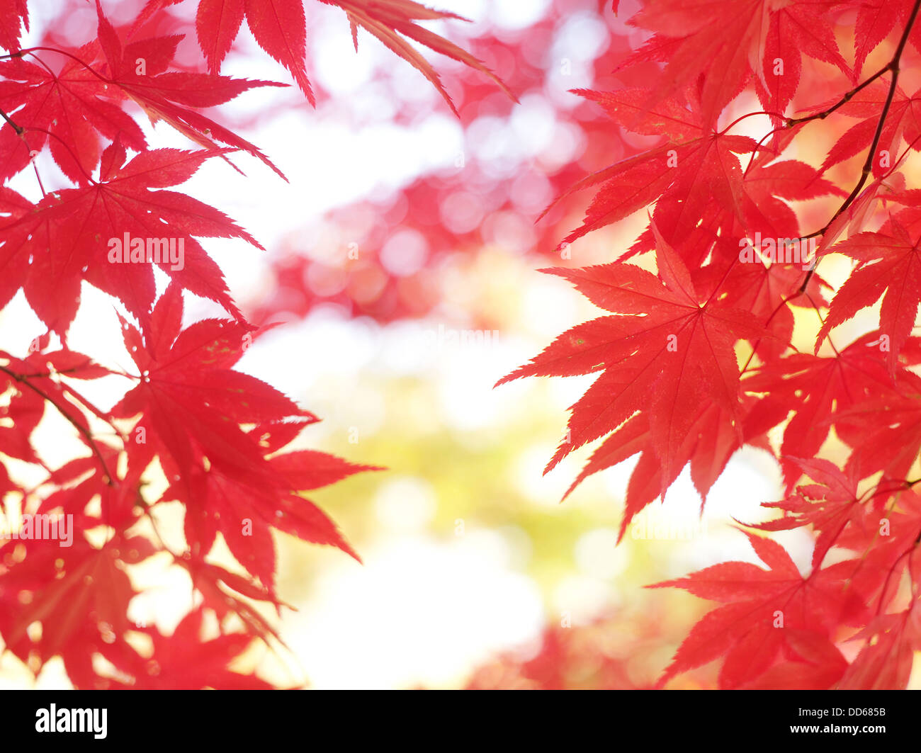 Red maple leaves Stock Photo - Alamy