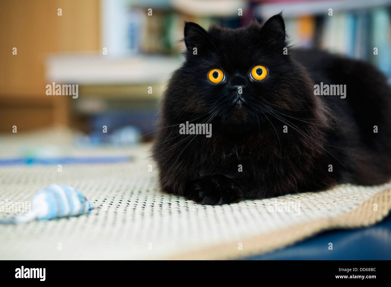 Black male cat hi-res stock photography and images - Alamy