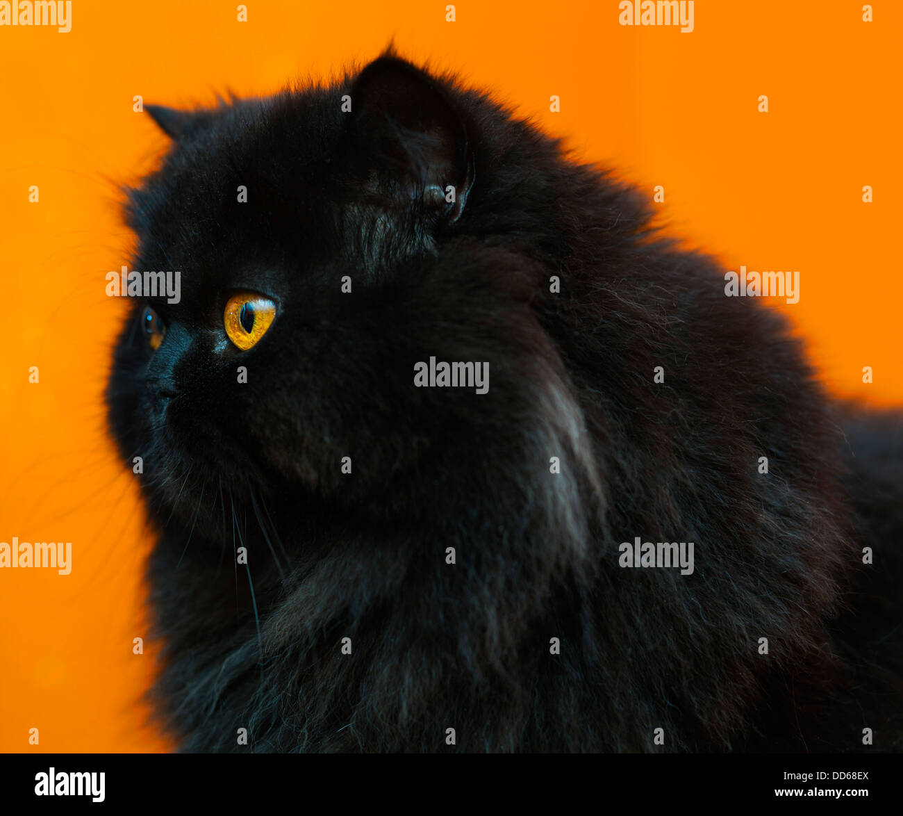 Black male cat zoomed profile at orange background Stock Photo - Alamy