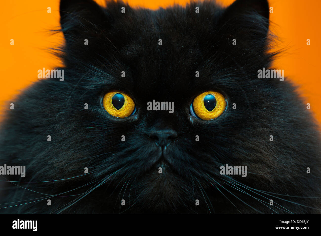 Zoomed frightened black male cat at orange background Stock Photo - Alamy