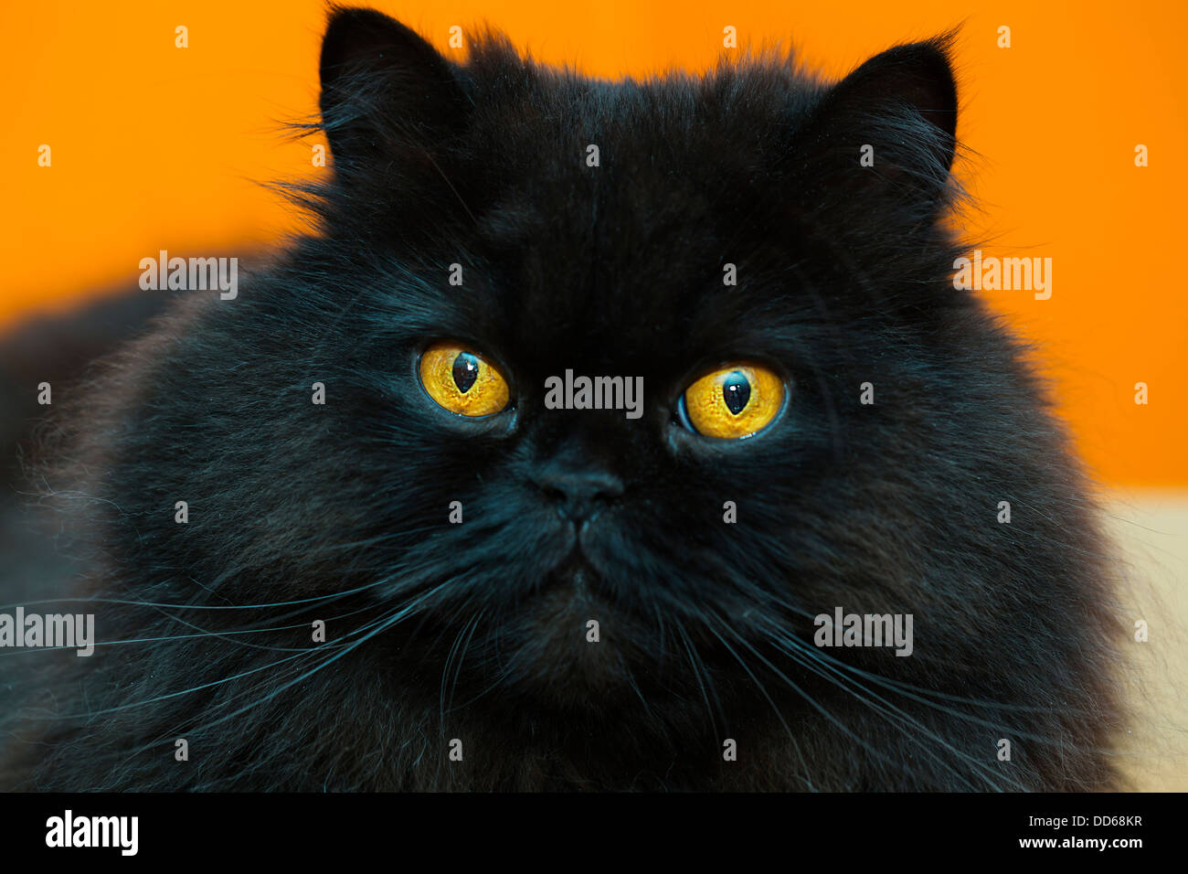 Zoomed relaxed black male cat at orange background Stock Photo - Alamy