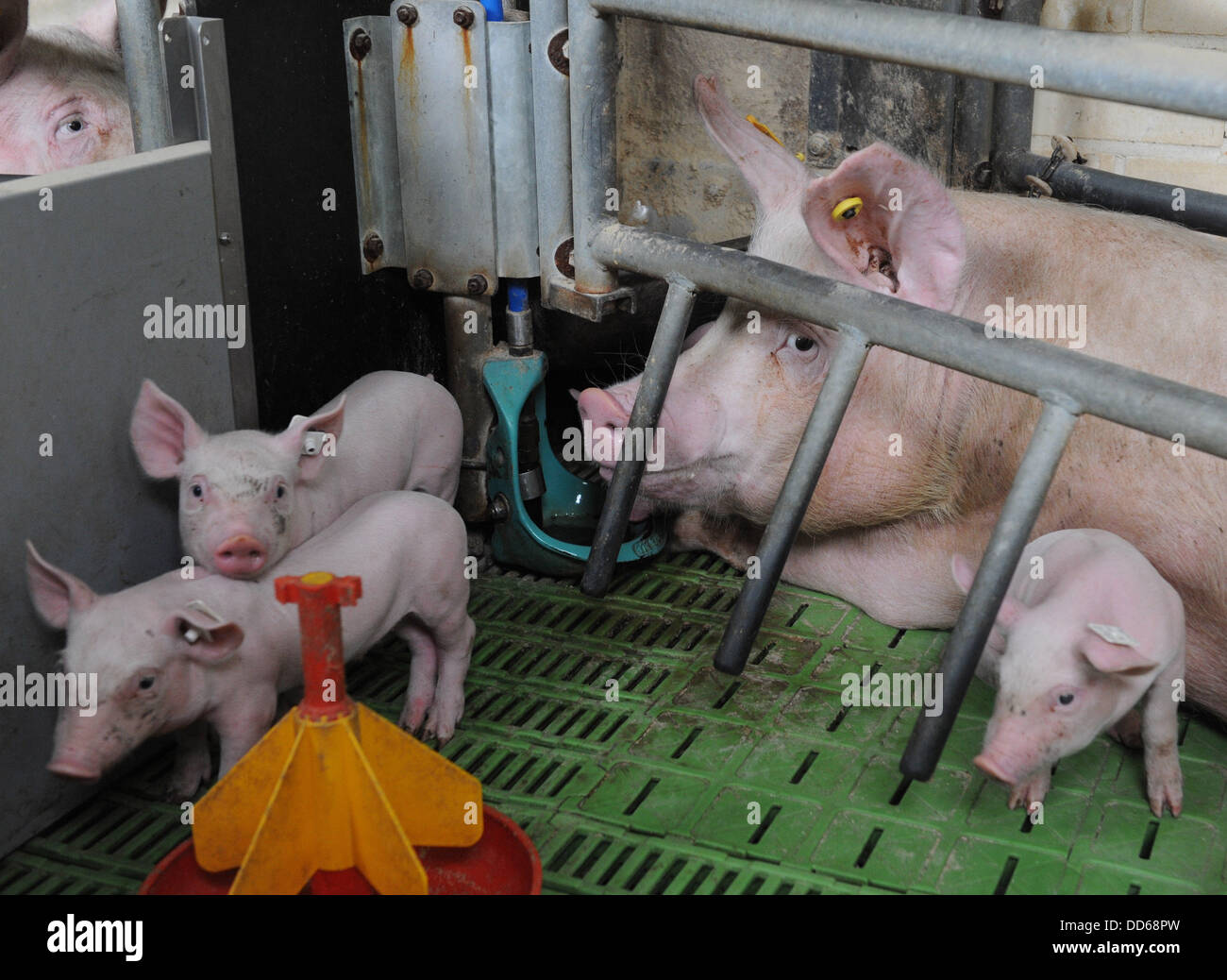 A mother sow is pictured with its piglets on the pig farm Seegers in ...