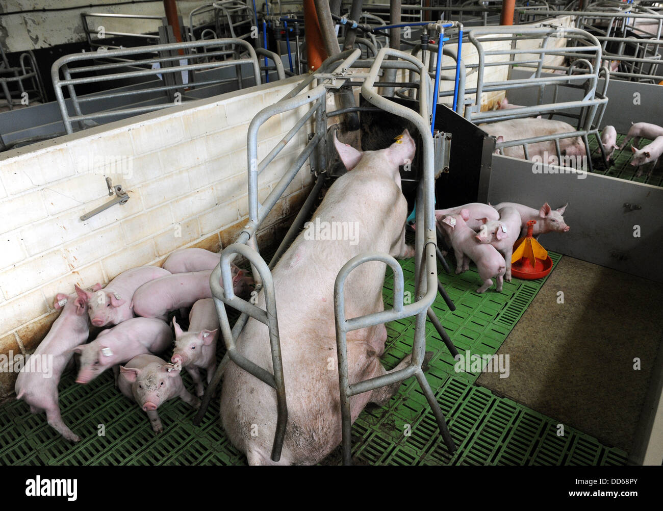 A mother sow is pictured with its piglets on the pig farm Seegers in ...