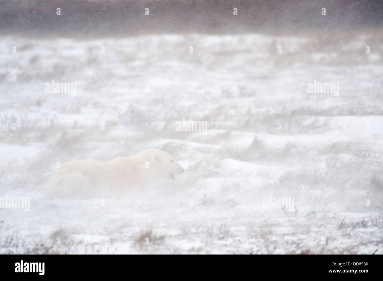 Polar bear (Ursus maritimus) lying down at tundra during snow blizzard ...