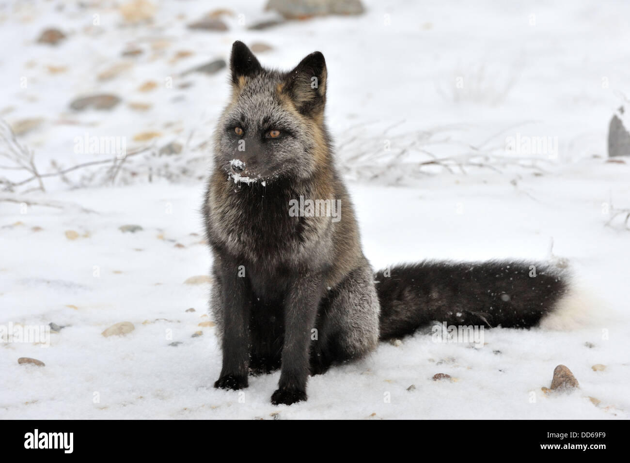 Fox looking up hi-res stock photography and images - Alamy