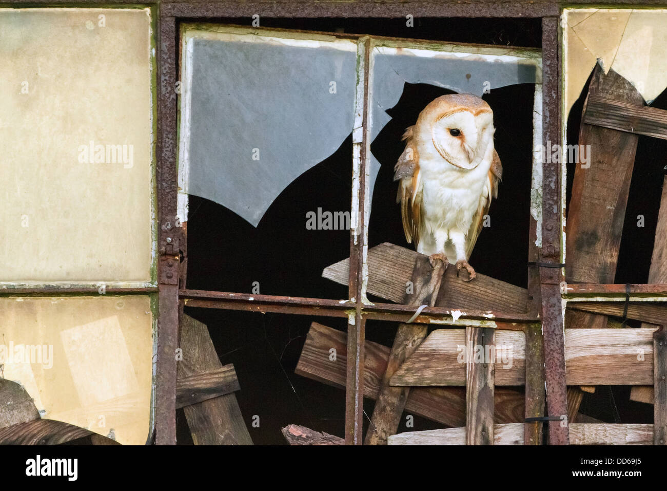 Barn owl in rustic building with broken window Stock Photo - Alamy