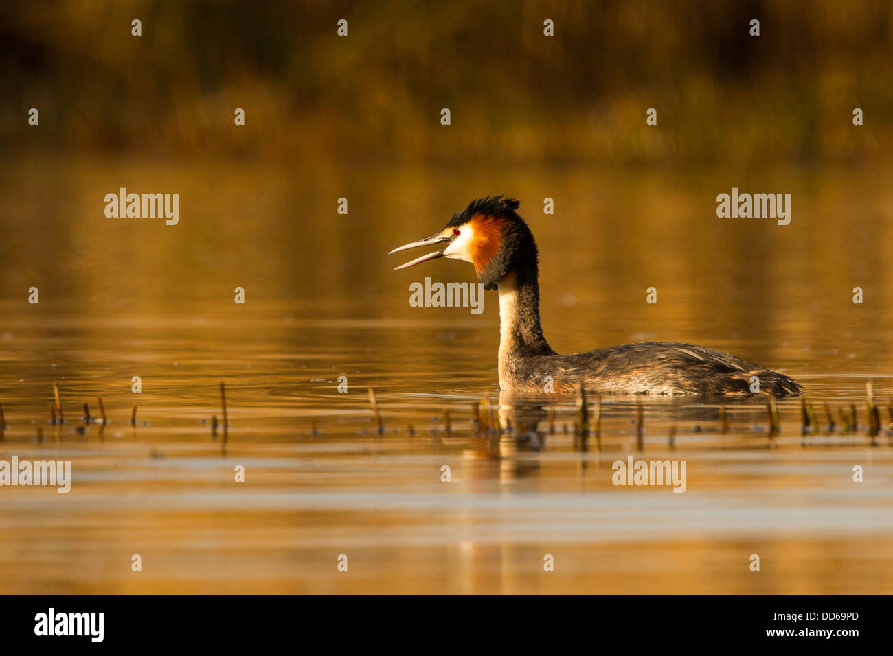 Great-crested Grebe on Golden loch Stock Photo - Alamy