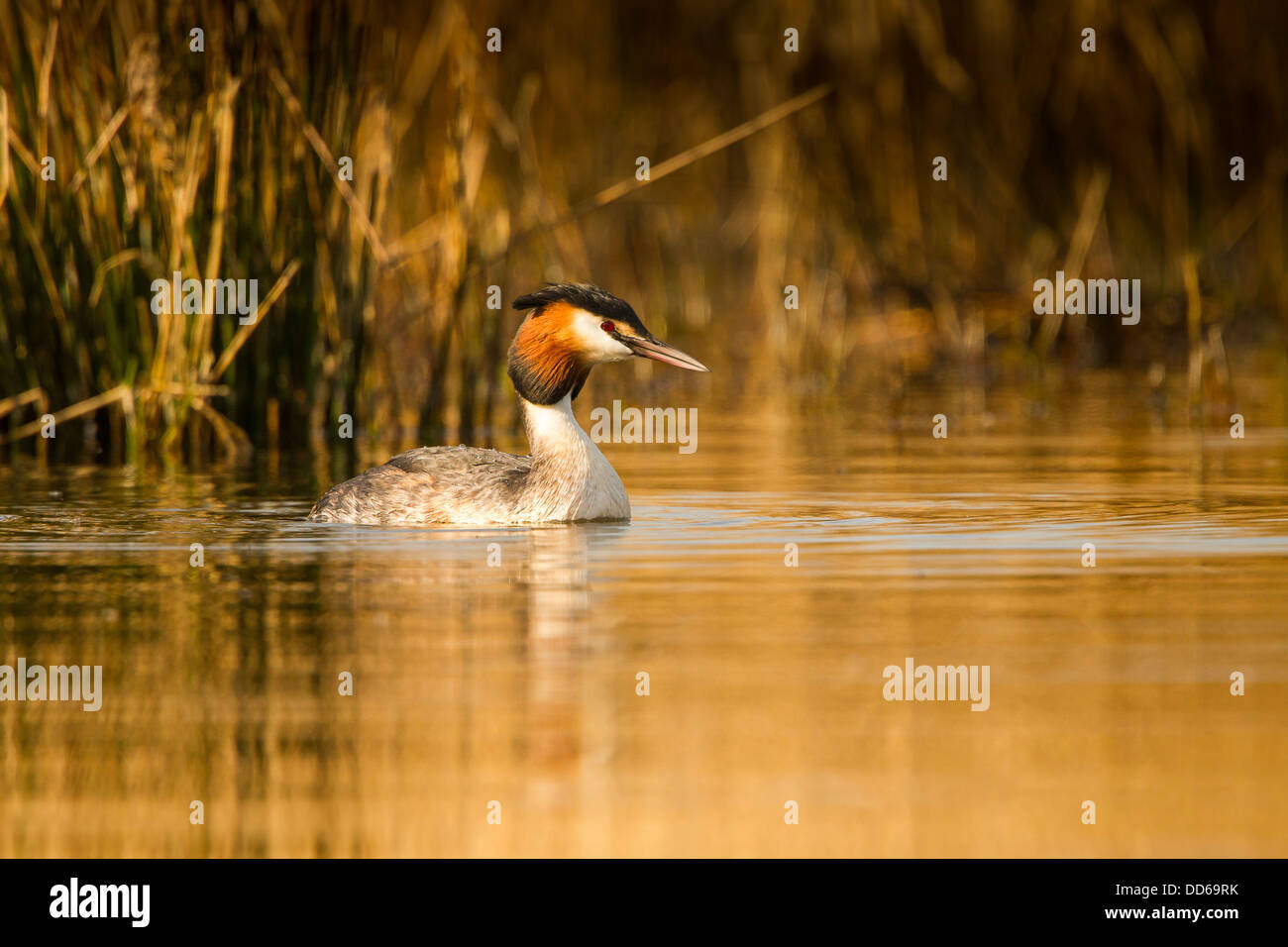 Great-crested Grebe in Golden pond Stock Photo - Alamy