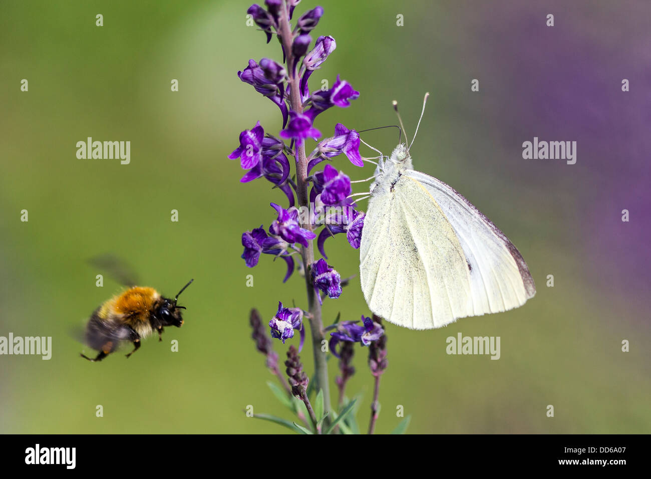 Butterfly and Bee Stock Photo - Alamy