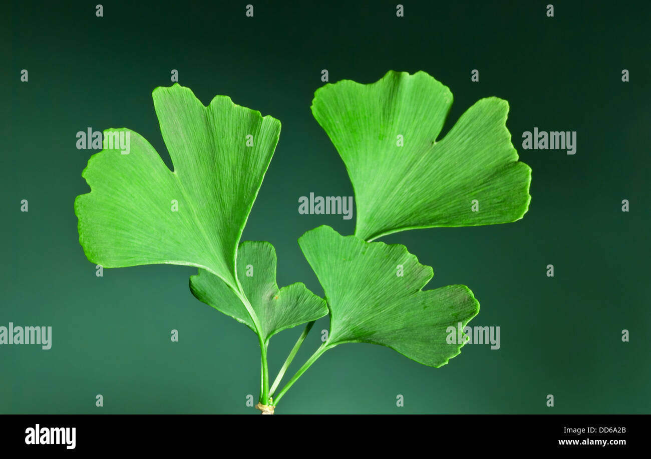 Gingo sapling hi-res stock photography and images - Alamy