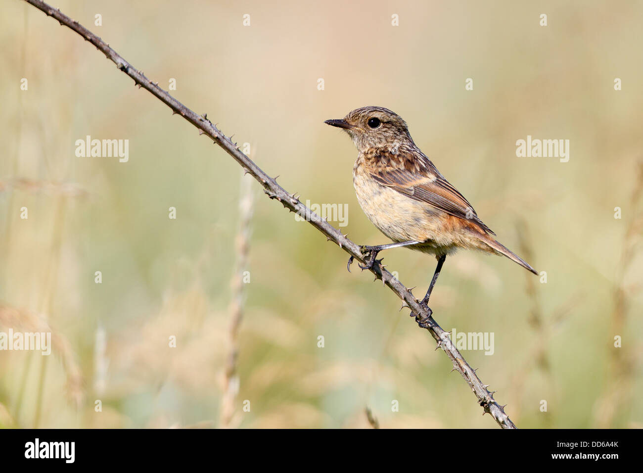 Juvenile stonechat hi-res stock photography and images - Alamy