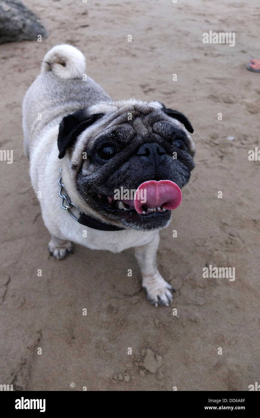 Pug Mops dog Stock Photo - Alamy