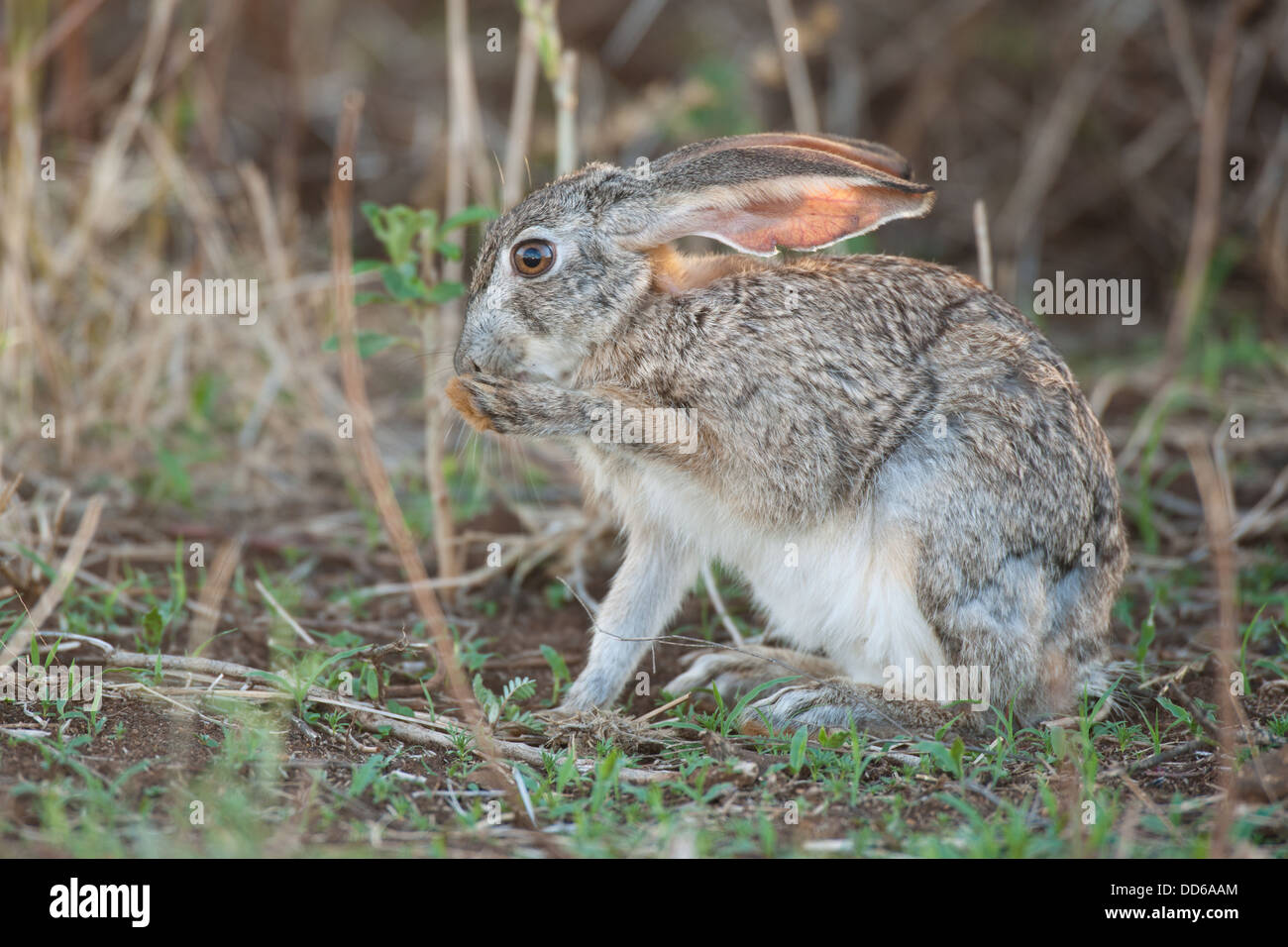 Scrub Hare, Lepus saxatilis, Madikwe Game Reserve, South Africa Stock ...