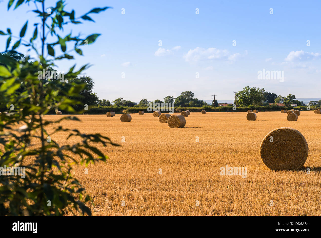 Harvest hay bails hi-res stock photography and images - Alamy