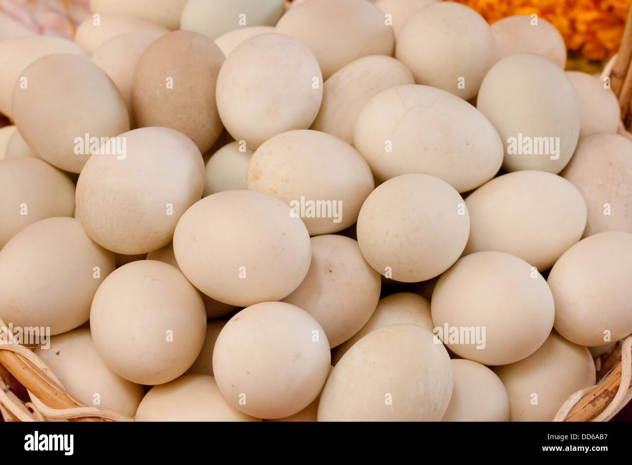 egg of duck Stock Photo - Alamy