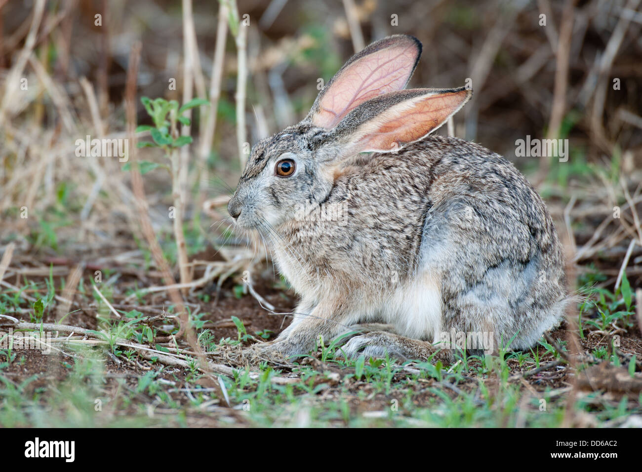 Scrub Hare, Lepus saxatilis, Madikwe Game Reserve, South Africa Stock ...