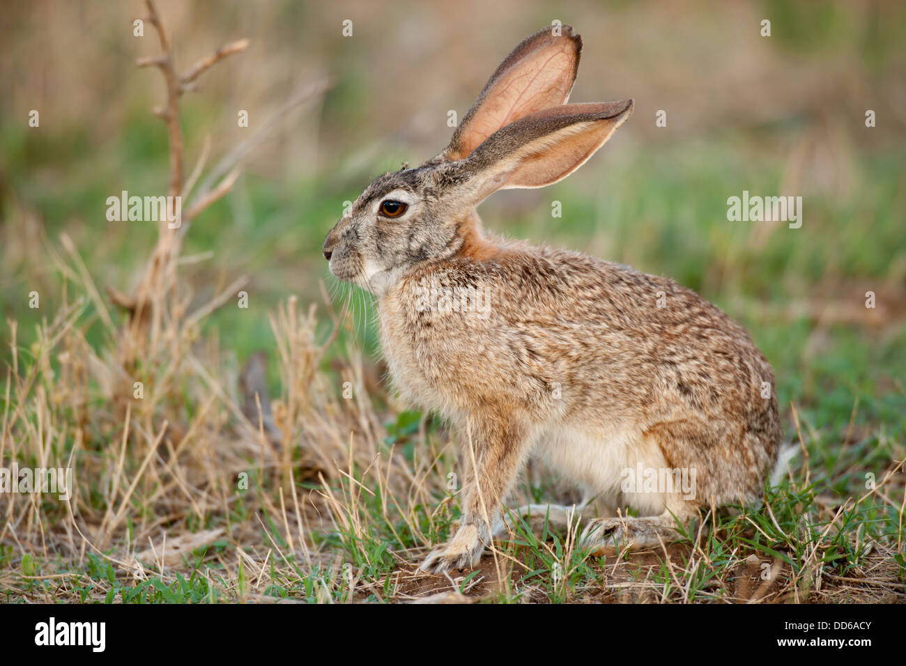Scrub Hare, Lepus saxatilis, Madikwe Game Reserve, South Africa Stock ...