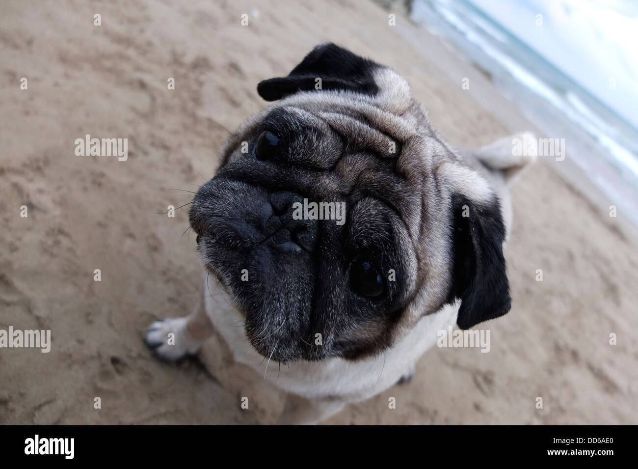 Pug Mops dog Stock Photo - Alamy
