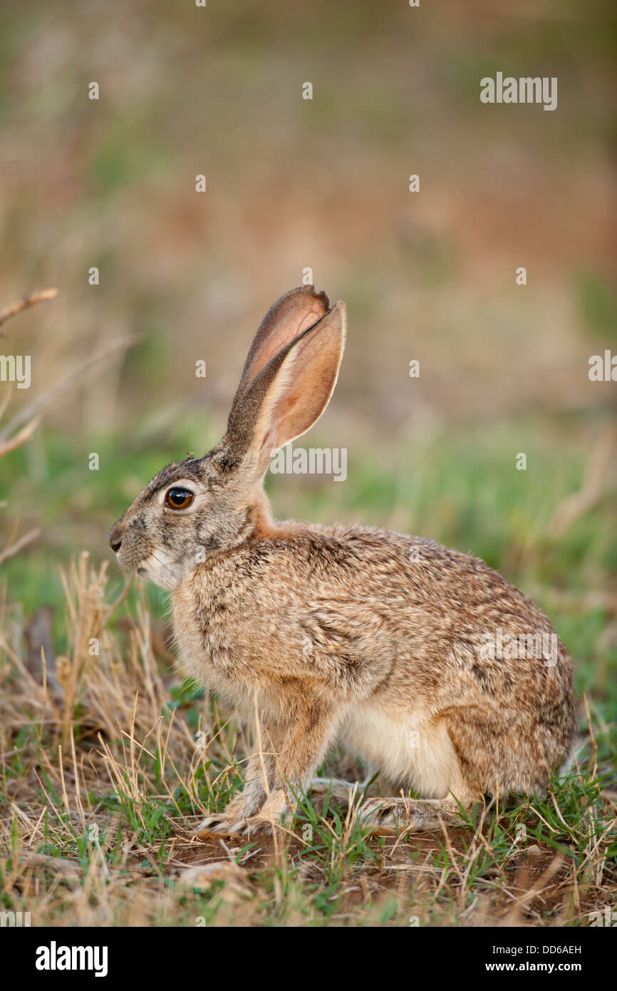 Scrub Hare, Lepus saxatilis, Madikwe Game Reserve, South Africa Stock ...