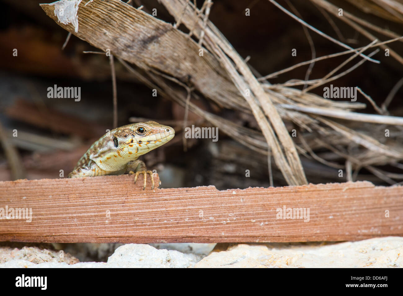 Peeping lizard hi-res stock photography and images - Alamy