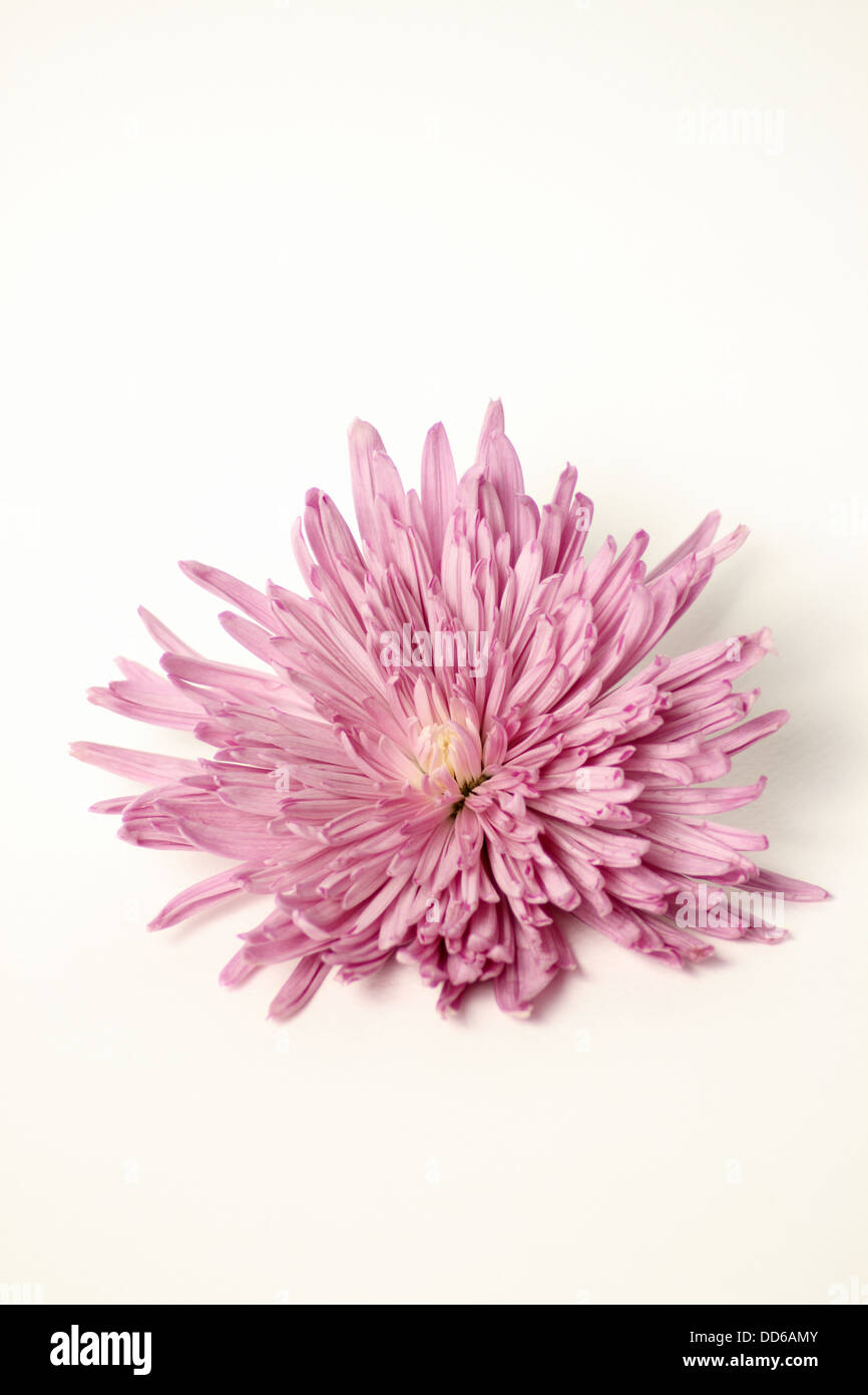 A fall Mum Flower On White Background Stock Photo - Alamy
