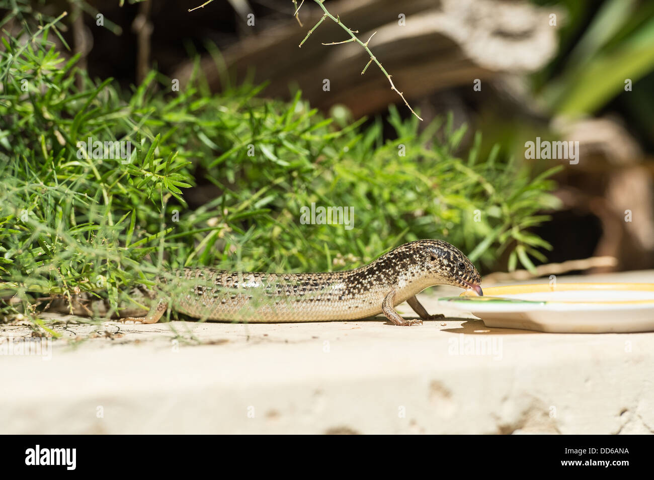 Drinking lizard hi-res stock photography and images - Alamy