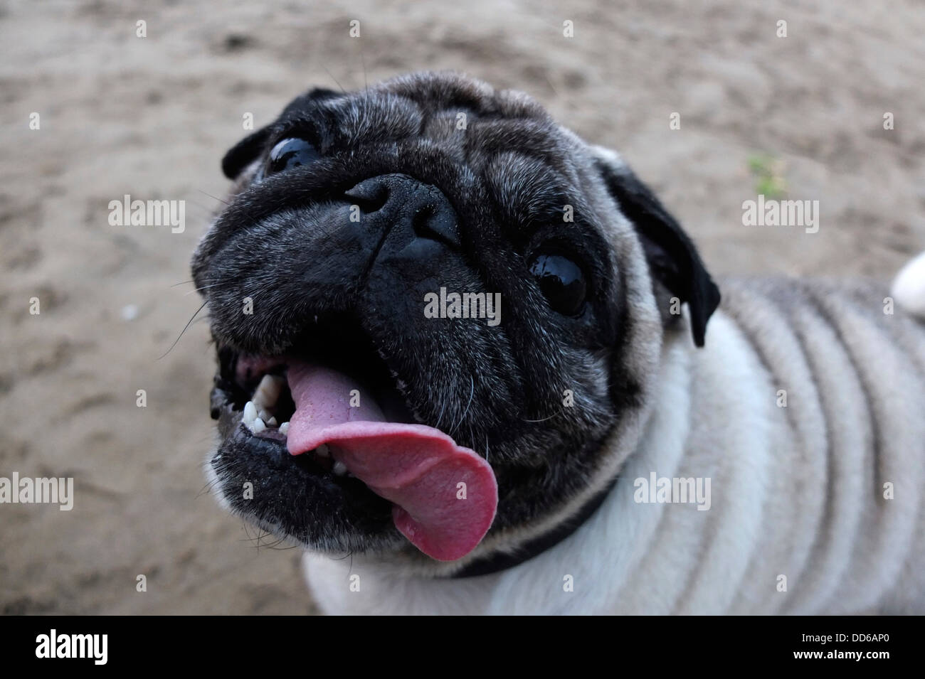 pug close up Stock Photo - Alamy