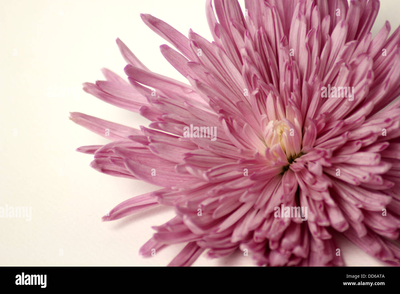A fall Mum Flower On White Background Stock Photo - Alamy