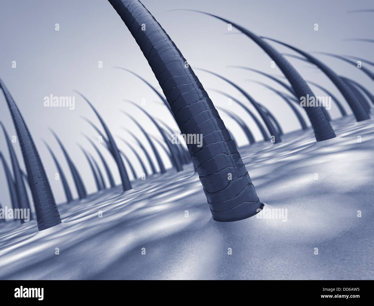 Human scalp and hair strands , detailed illustration Stock Photo - Alamy