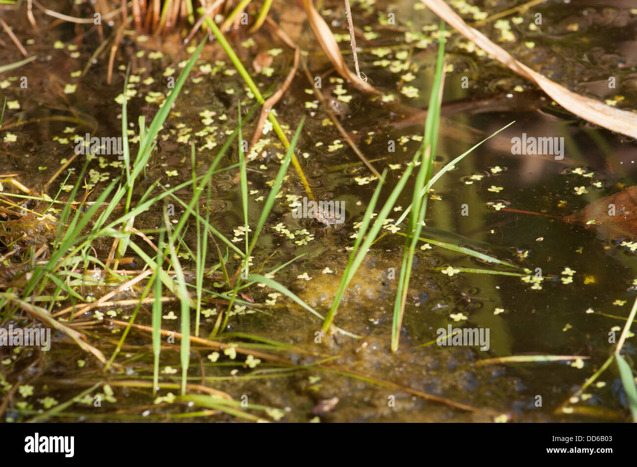 Small frog on weed in garden pond Stock Photo - Alamy