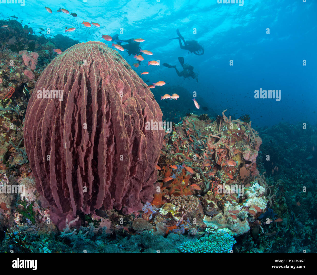 wwith barrel sponge with diver silhouettes in blue water background ...