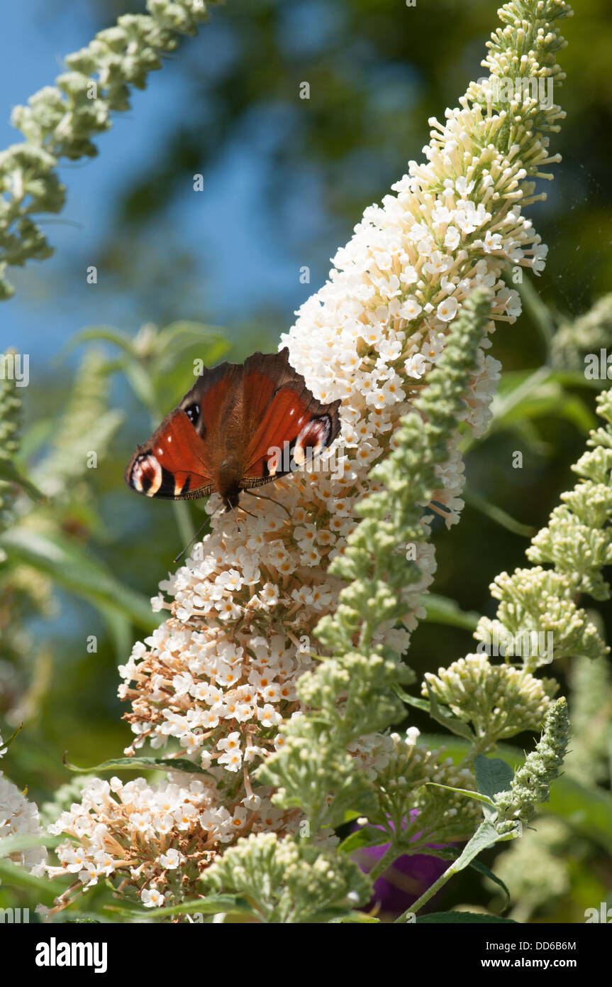 Peacock butterfly feeding on white Buddleia in garden Stock Photo - Alamy