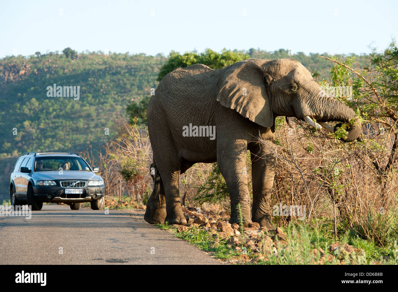 Elephant car hi-res stock photography and images - Alamy