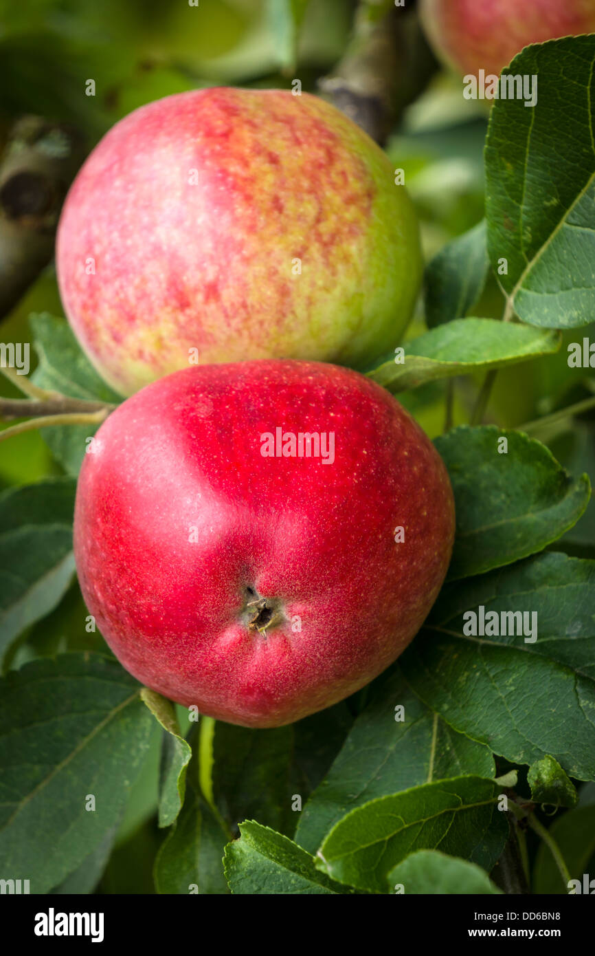 Red apple apples hi-res stock photography and images - Alamy
