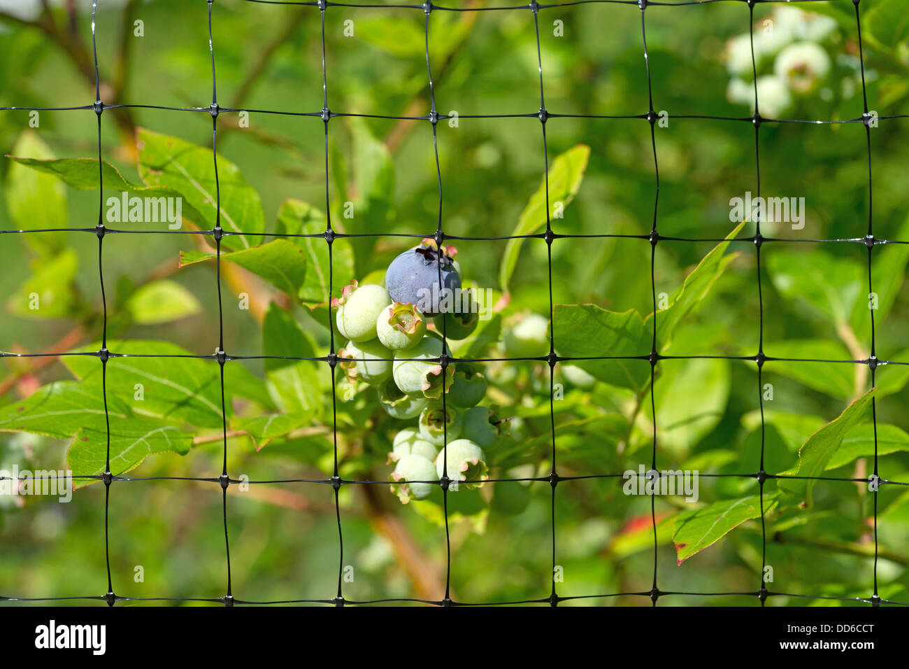 A very close view of black plastic netting protecting blueberries from ...